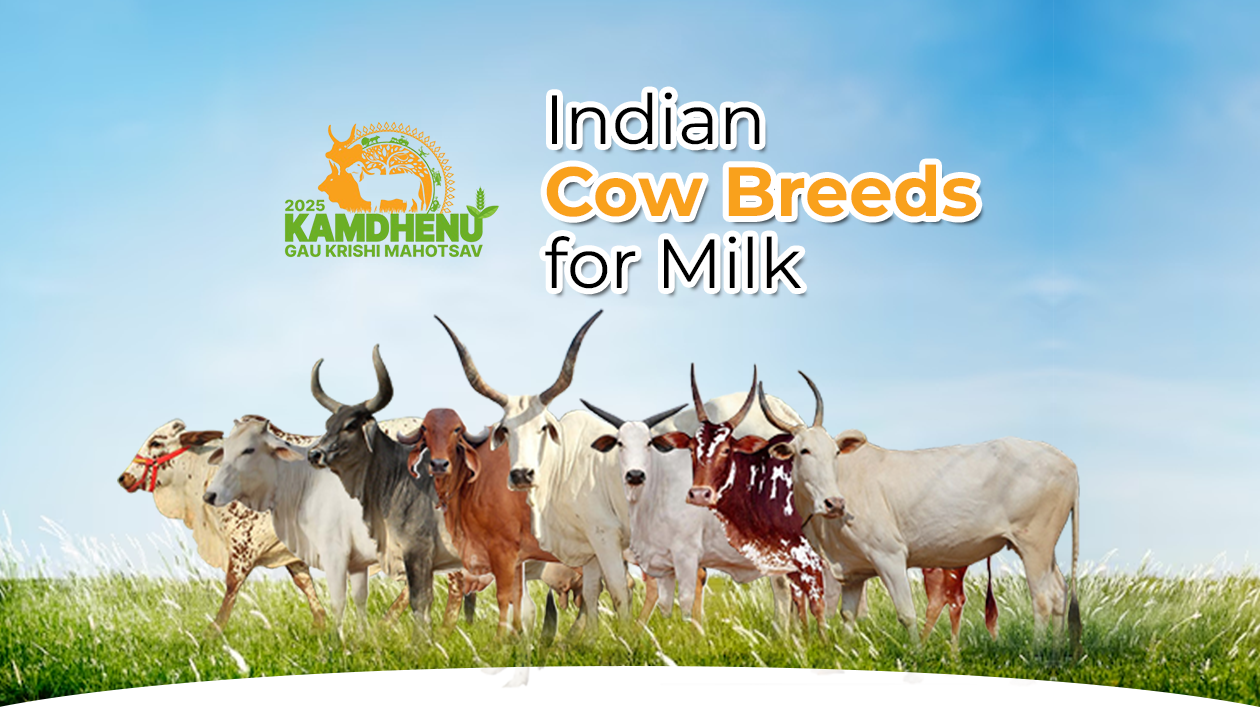 The Best Indian Cow Breeds for Dairy Farming - Kamdhenu Gau Krishi Mahotsav