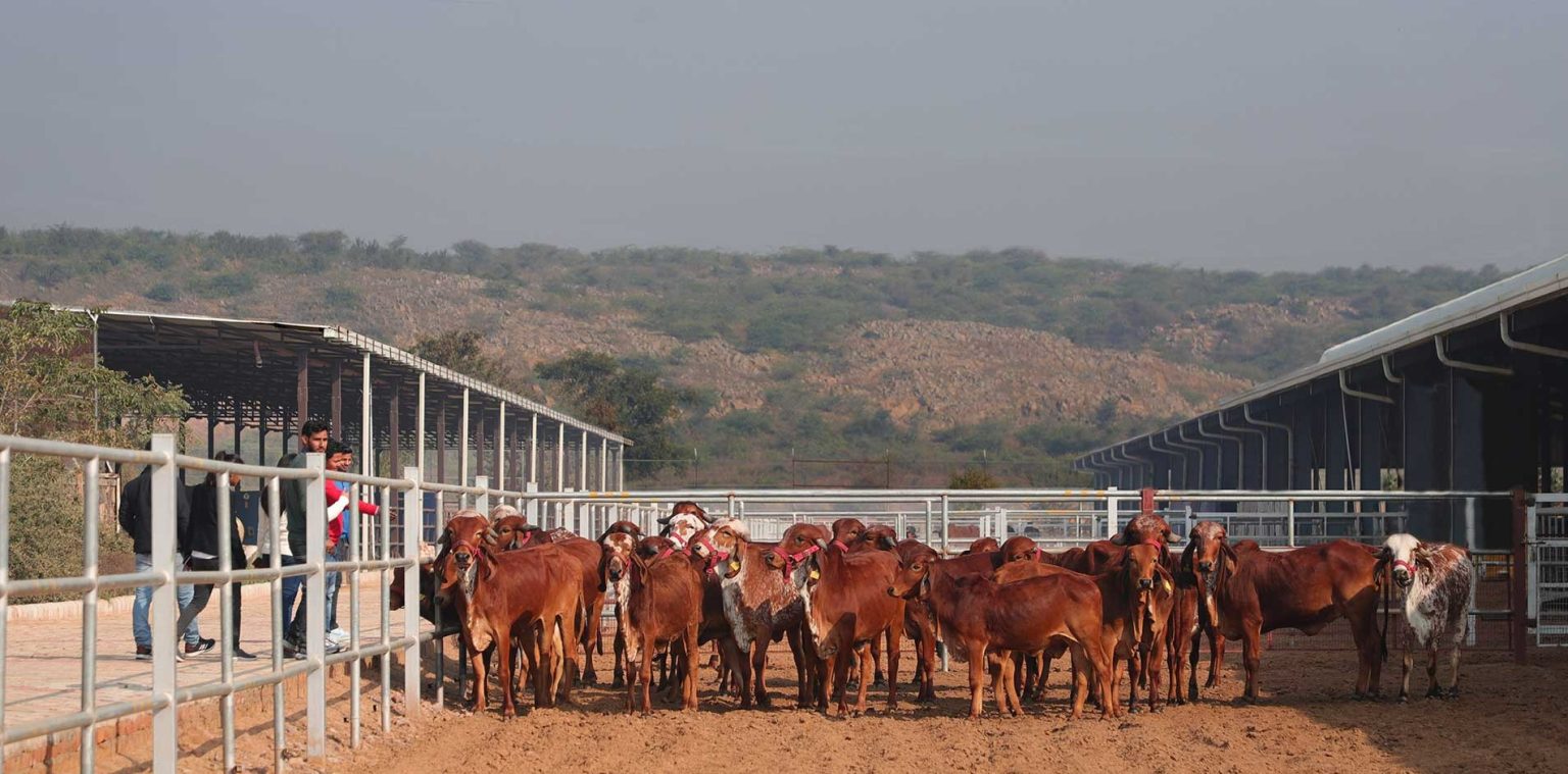 Types Of Cows In India: Characteristics and Uses - Kamdhenu Gau Krishi ...