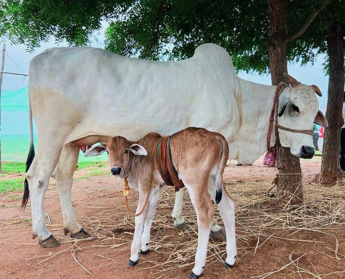 Types Of Cows In India: Characteristics and Uses - Kamdhenu Gau Krishi ...