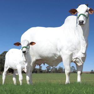 Types Of Cows In India: Characteristics and Uses - Kamdhenu Gau Krishi ...