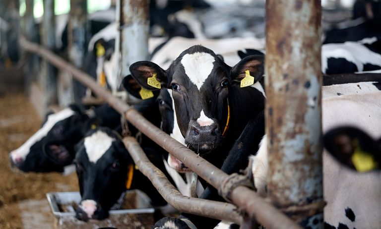 What are the roles and uses farming of cows?