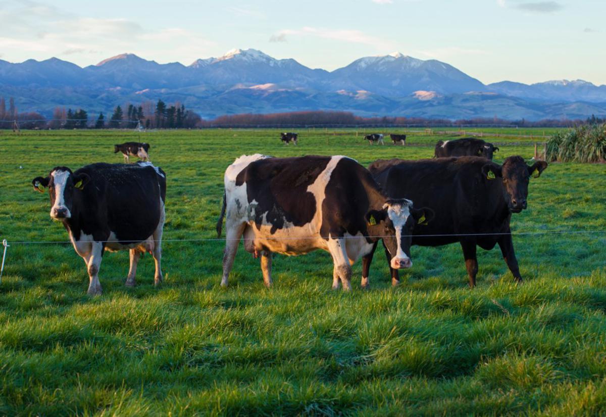 What Do Cows Need To Survive? Explain