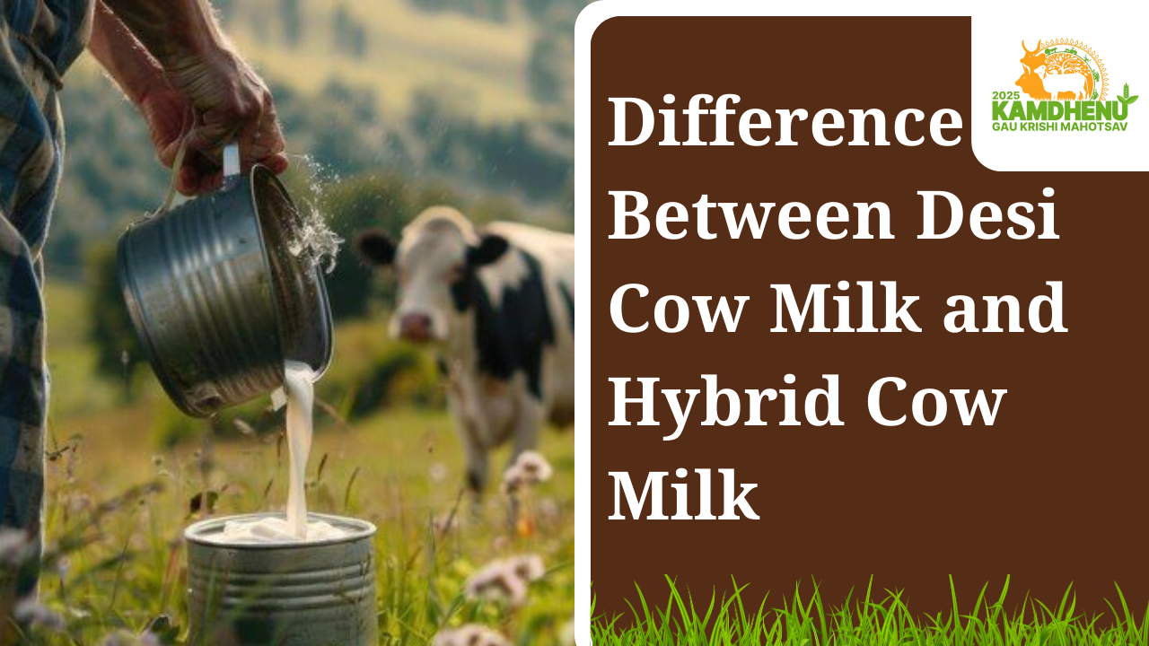 Difference Between Desi Cow Milk and Hybrid Cow Milk - Kamdhenu Gau ...